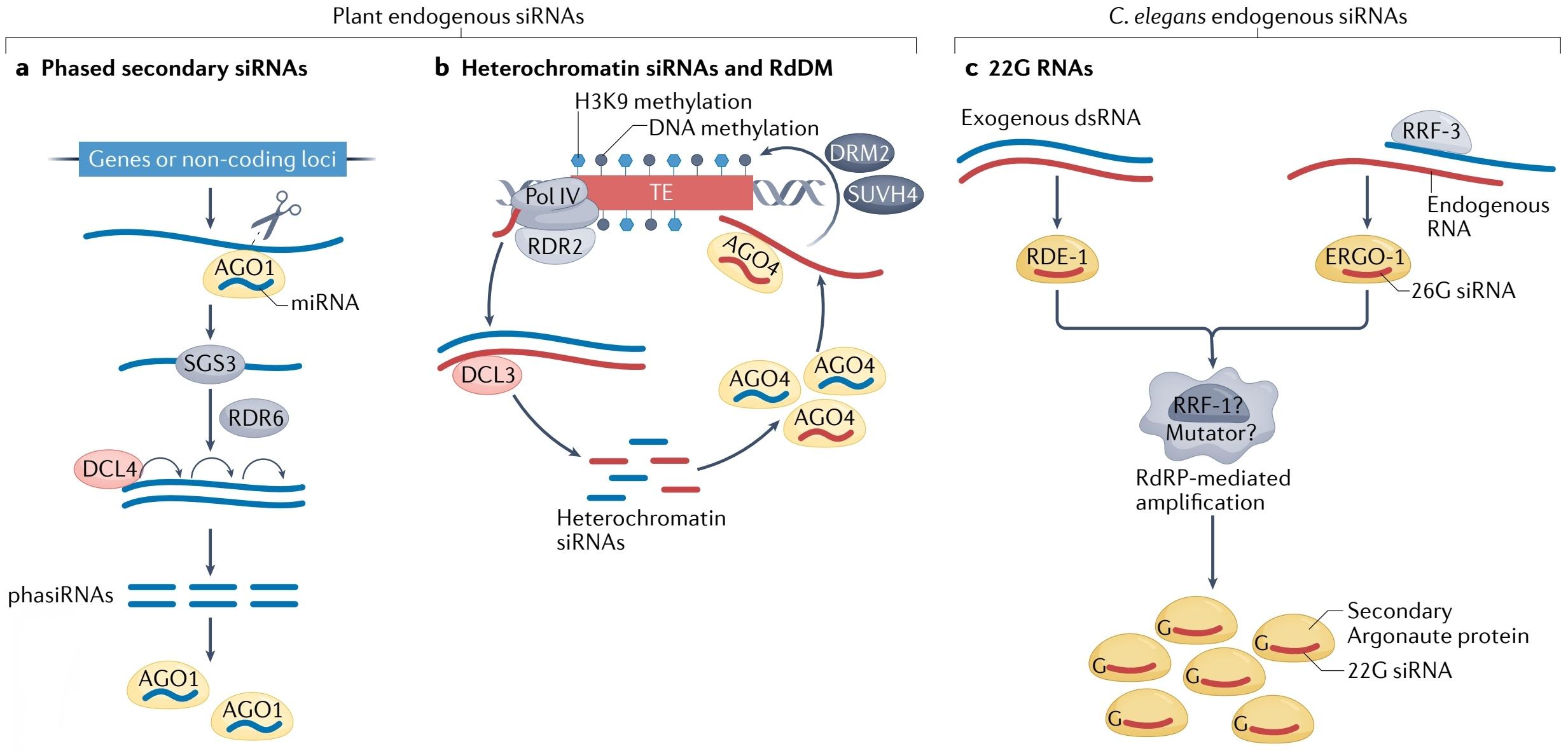 RNA干扰（一）——mi-！si-！pi-！ - 知乎