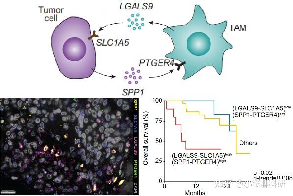 文献详解丨肿瘤与免疫细胞互作好比锁钥？这篇NC文章把scRNA-seq玩出新花样 - 知乎