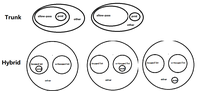 图解 trunk，hybrid - 知乎