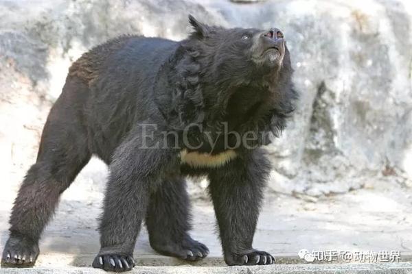 动物世界-亚洲黑熊 - 知乎