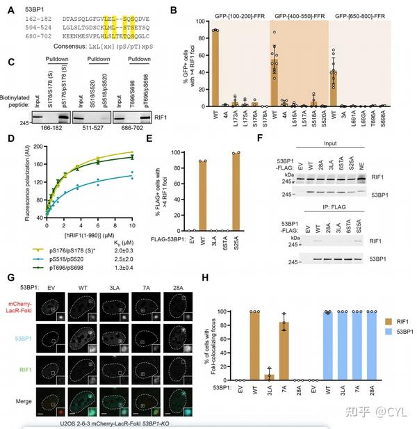 【文献翻译】RIF1通过53BP1的磷酸肽识别在DNA修复中起作用 - 知乎