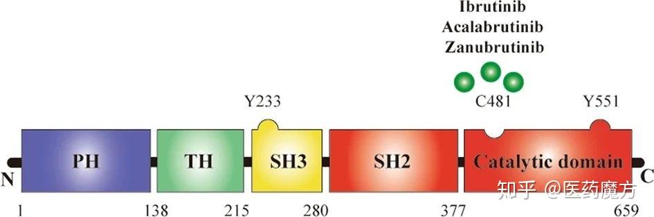 BTK抑制剂「图鉴」 - 知乎