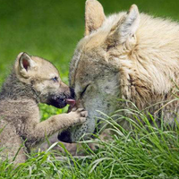 CEM cross-entropy method算法理解 - 知乎