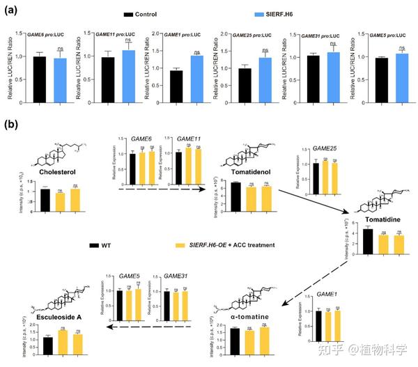 海南大学王守创团队解析SlERF.H6调控番茄碱代谢合成的新机制 - 知乎