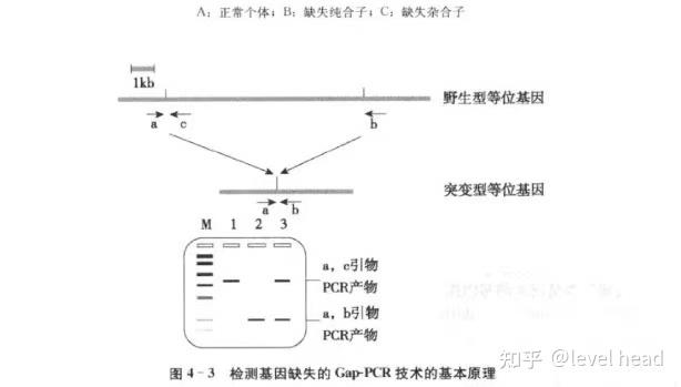 临床分子遗传学基础（二） - 知乎