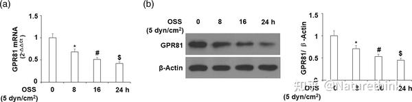 乳酸激活的GPR81可通过激活KLF2的表达来抑制振荡剪切应力诱导的内皮炎症 - 知乎