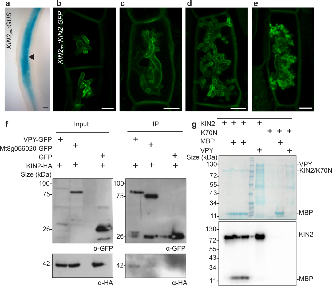 Nature Communications | 研究揭示植物细胞容纳丛枝菌根真菌定殖共生的机制！ - 知乎
