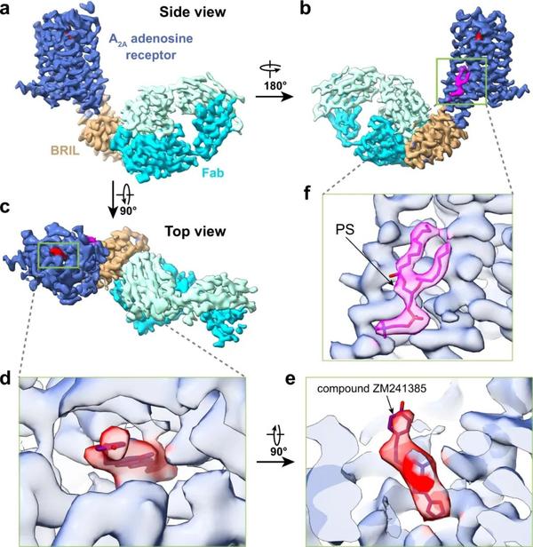 水木视界iss. 25 | 基于冷冻电镜的GPCR研究：融合蛋白策略 - 知乎