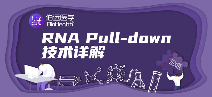 一文读懂｜RNA Pull-down实验流程（值得收藏） - 知乎