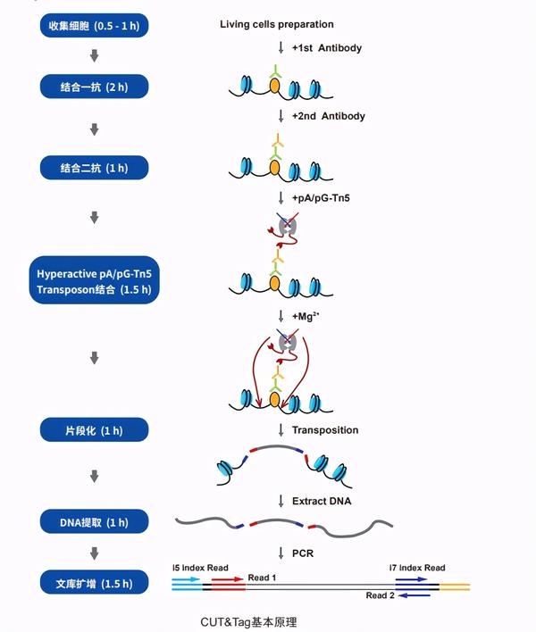 干货 | CUT&Tag核心酶Hyperactive PA/PG-Tn5 Transposase大解密 - 知乎