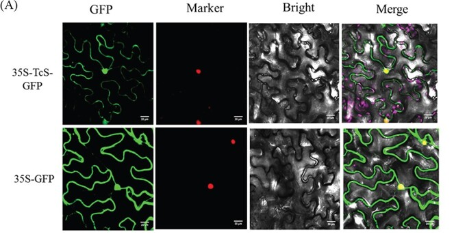 【派森诺项目文章】又双叒来啦！！茶类BSR-Seq再发文章！！助力茶树高苦茶碱和低咖啡因性状的定位研究 - 知乎