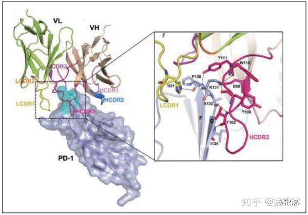 外阻内吞——PD-1抑制剂的理想作用模式 | 探微知著：PD-1作用机制以及临床表现的差异探讨（五） - 知乎