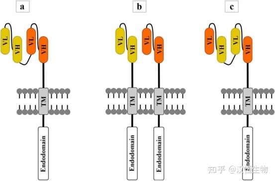 肿瘤治疗种子选手——CAR-T的结构拆解 - 知乎