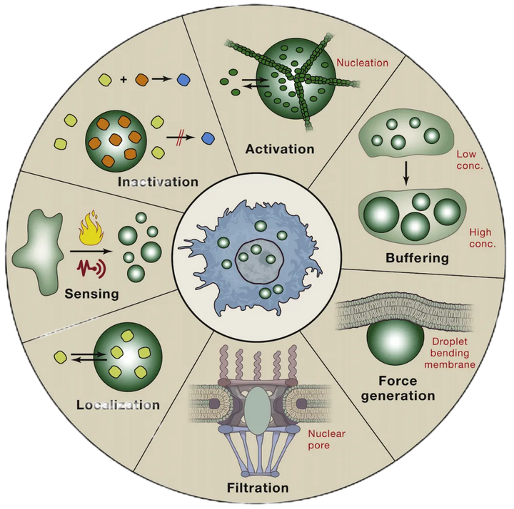 技术专题 | 液-液相分离 (LLPS)：现代生物医学中的新前沿【珍藏】 - 知乎