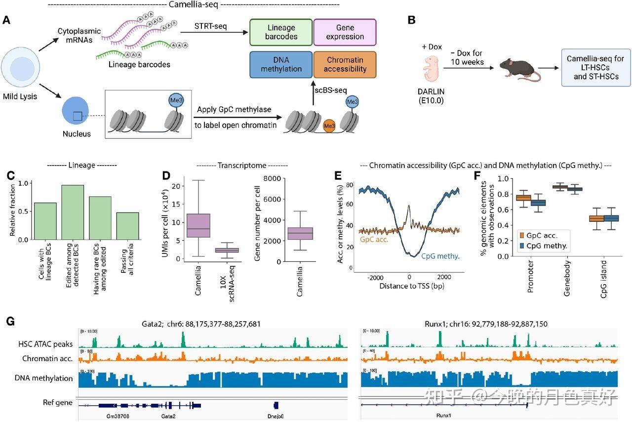 A model with high barcode diversity for joint lineage, transcriptomic ...