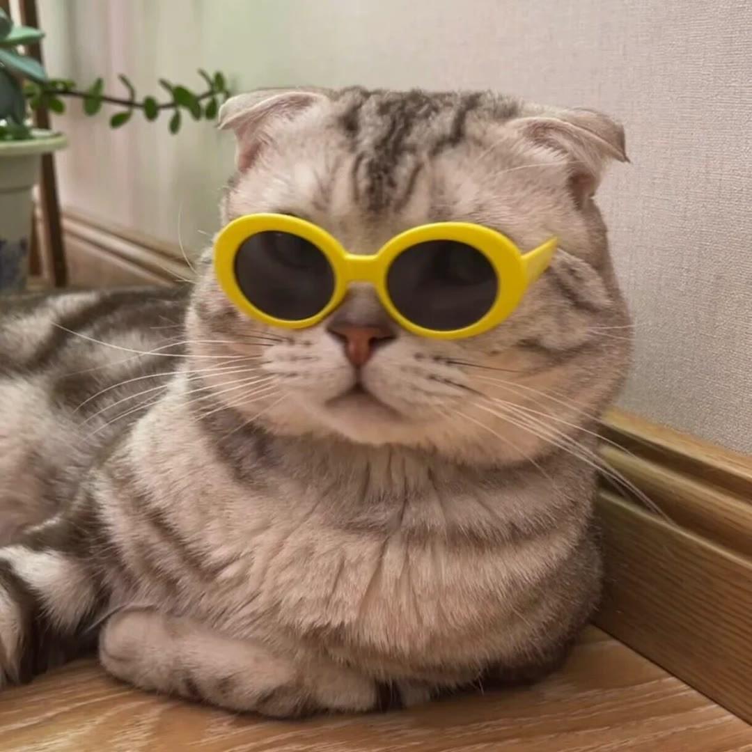 头像 | 小动物可爱头像 - 知乎