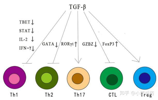 TGF-β在肿瘤微环境和肿瘤治疗中的作用 - 知乎