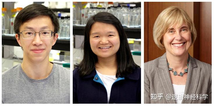 Science︱耶鲁大学科研团队解析了移动内含子逆转录元件结合特定DNA底物的复合物结构 - 知乎