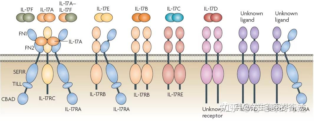 IL-17家族 - 知乎