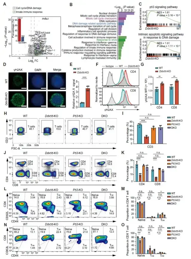 Sci Immunol封面文章｜基因编辑小鼠告诉你Ddx55如何维护幼稚T细胞稳态 - 知乎