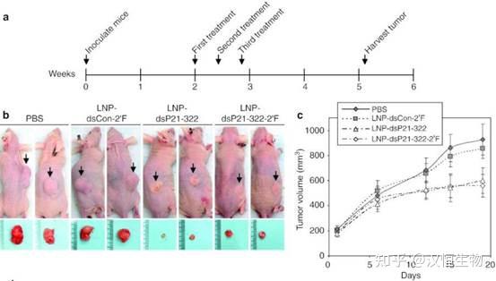 saRNA：激活基因表达的dsRNA（二） - 知乎