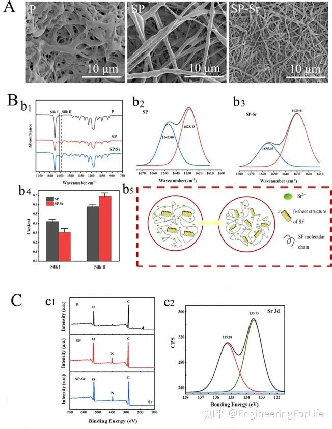 PCL/丝素蛋白/Sr2+支架促进全半月板再生 - 知乎