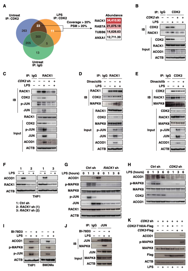 Science子刊丨脓毒症新靶点CDK2-ACOD1 - 知乎