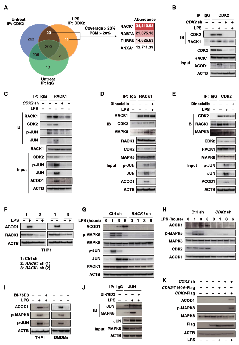 Science子刊丨脓毒症新靶点CDK2-ACOD1 - 知乎