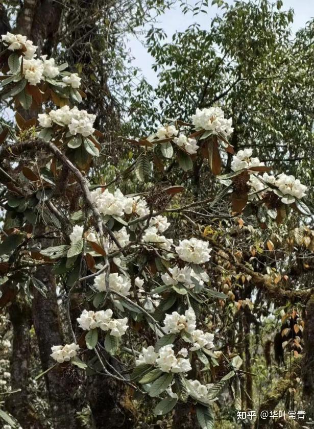 天赋异禀——杜鹃花中的巨人族（上篇）大叶类杜鹃共有两个亚组构成，大叶杜鹃亚组和杯毛杜鹃亚组，有花大、树高、叶大的特点。大树杜鹃为大叶类杜鹃代表 ...