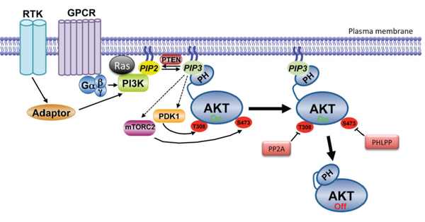 乳腺癌治疗的明日之星：AKT抑制剂 - 知乎