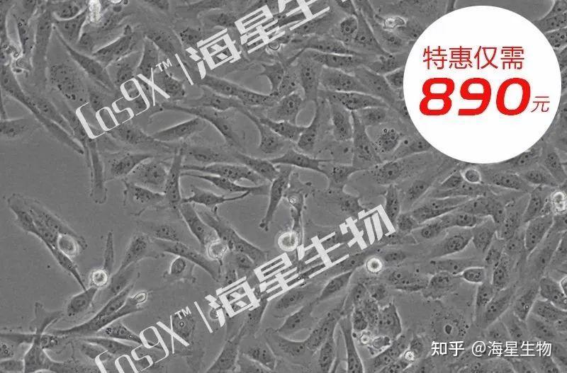 MDA-MB-231细胞培养要点 - 知乎