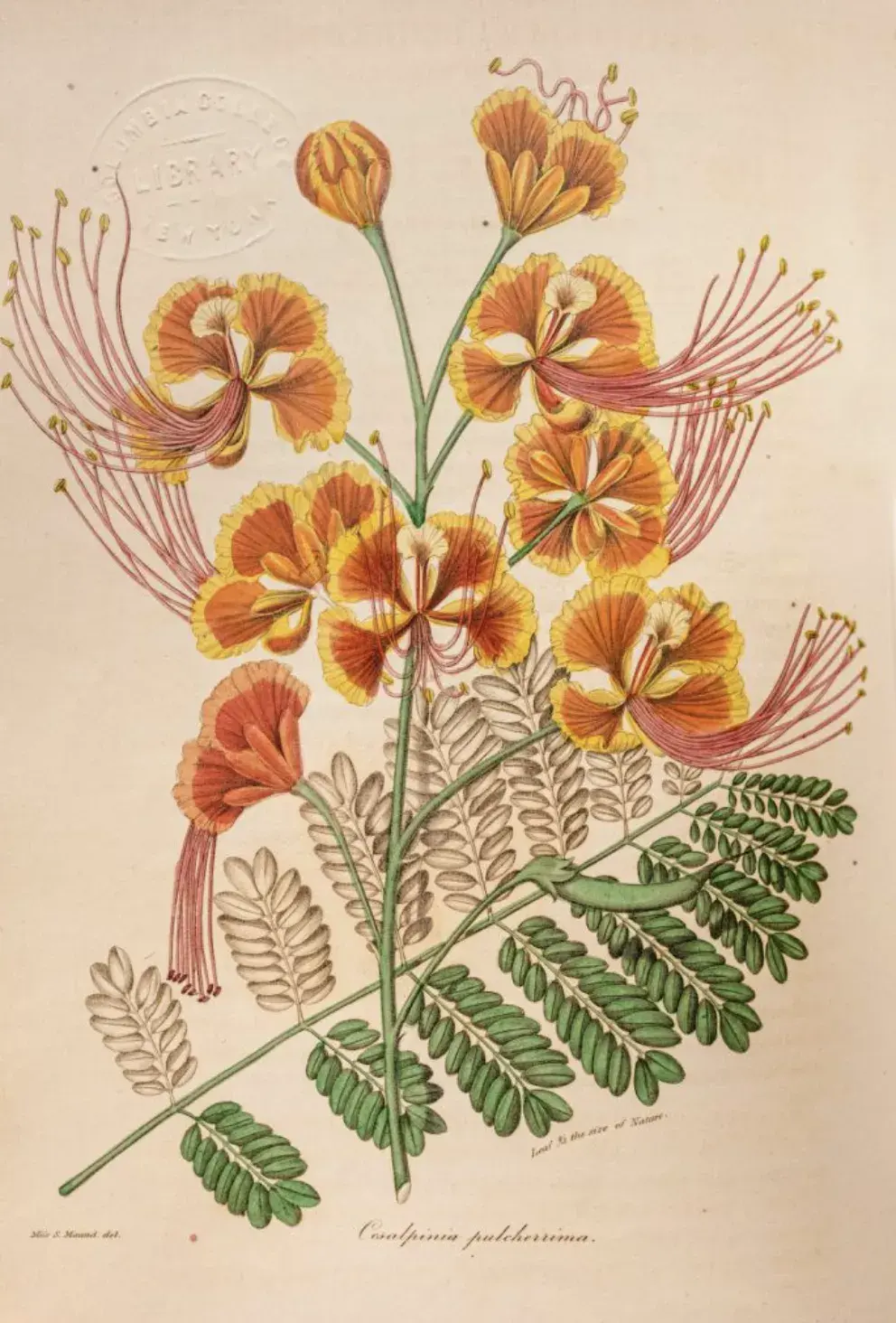 他既是艺术家又是科学家——Ernst Haeckel - 知乎