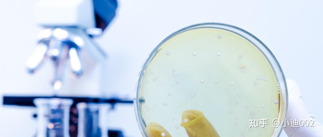 生物反应器应用 | 枯草芽孢杆菌T7异源蛋白高效表达系统 - 知乎