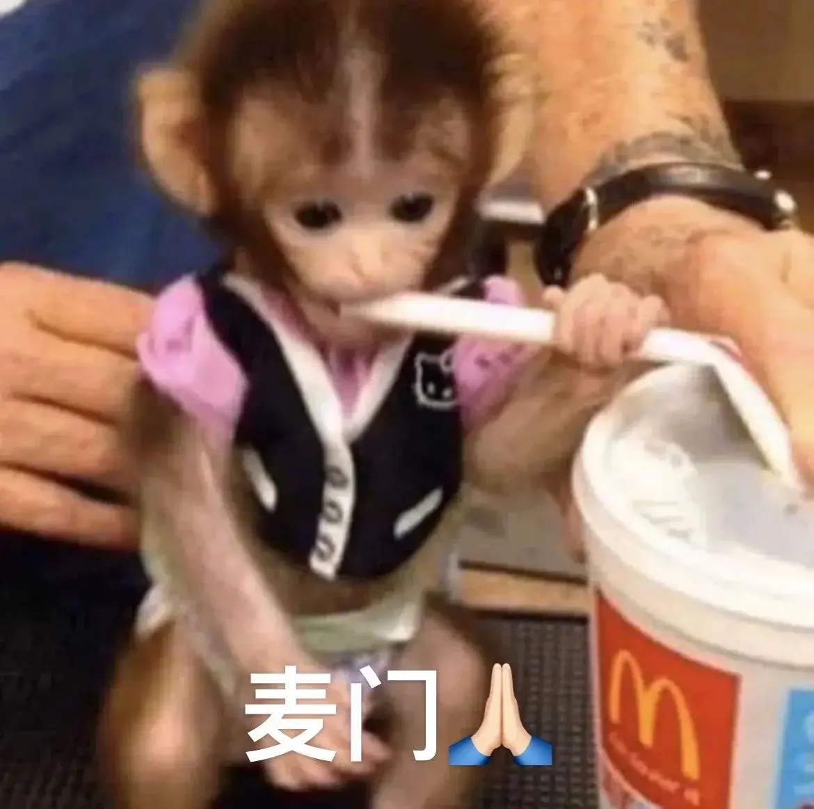 请问大家有没有猴子的表情包？ - 知乎