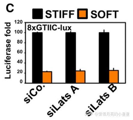 一个机械检查点通过肌动蛋白加工因子调节YAP/TAZ来控制多细胞生长 - 知乎