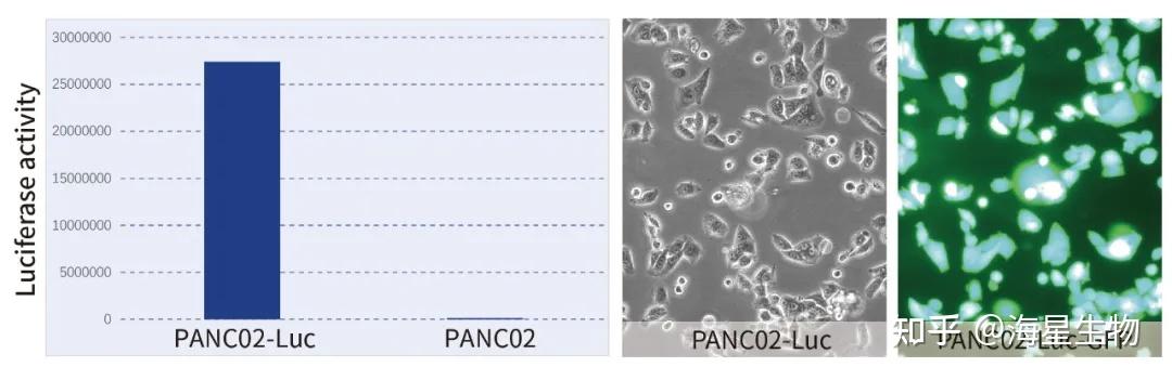 荧光素酶(Luciferase)标记细胞株应用技术 - 知乎