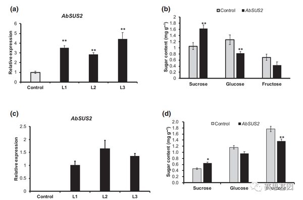 【New Phytol】参与糖代谢的MYB6/bHLH13-AbSUS2调控百山祖冷杉根毛形成 - 知乎