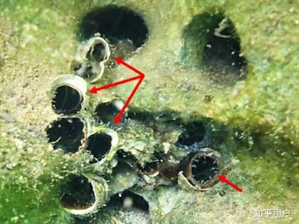 世界上有没有生物人类还没有发现? - 知乎