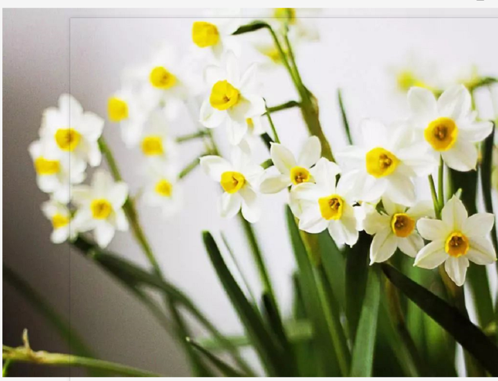 The Daffodils - 知乎