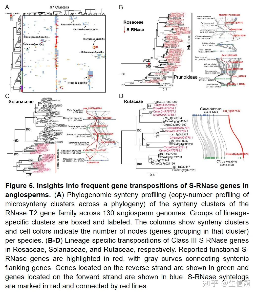 【基因家族】130个被子植物S-RNase基因家族进化分析 - 知乎