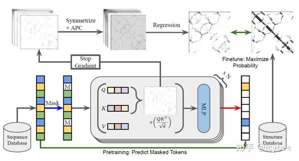 深入剖析AlphaFold算法 - 知乎