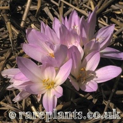 多肉植物全图鉴17：秋水仙科（Colchicaceae），秋水仙属（Colchicum） 原始种A-H - 知乎