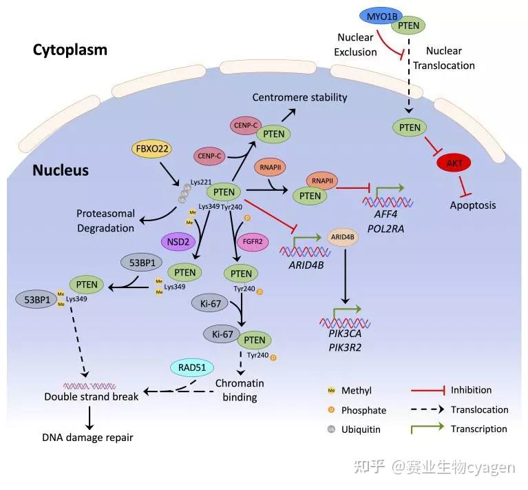 肿瘤研究热门基因PTEN - 知乎