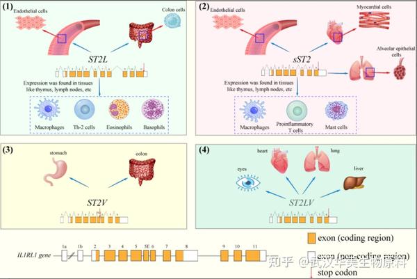 心衰预后标志物—可溶性致癌抑制因子2 ( ST2) - 知乎