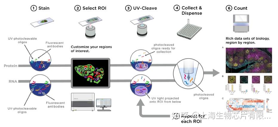 GeoMx® Digital Spatial Profiler（DSP）——探索肿瘤免疫微环境的利器 - 知乎