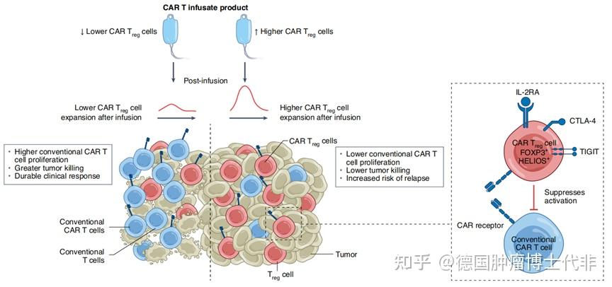 CART治疗后细胞亚群研究——CAR-Treg细胞和疾病进展、神经毒性的相关性 - 知乎