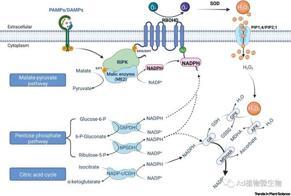 Trends in Plant Science | 植物免疫中活性氧信号传导的“燃料”！ - 知乎
