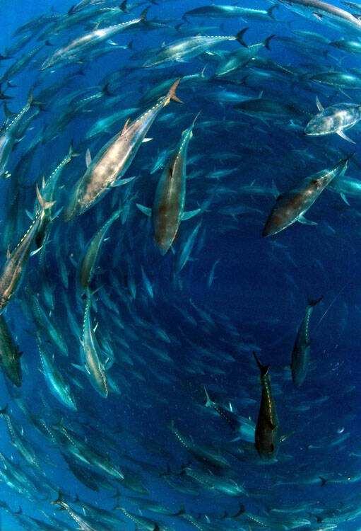 金枪鱼群优化算法（TSO） - 知乎