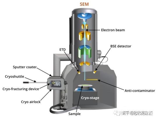 冷冻传输扫描电镜Cryo-SEM的技术原理与操作 - 知乎
