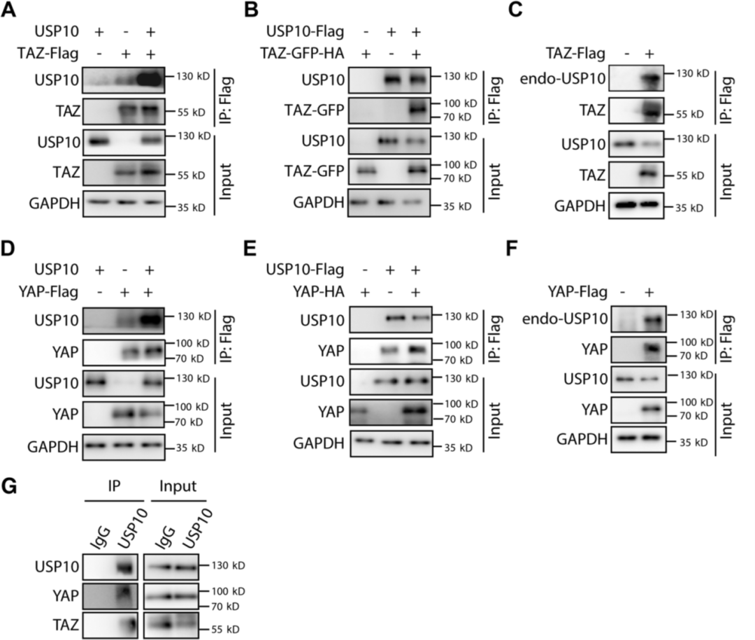 USP10通过去泛素化和稳定YAP/TAZ促进肝细胞癌的增殖 - 知乎